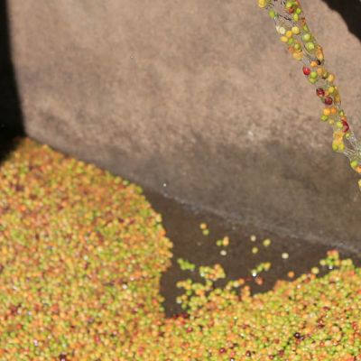 Brazil - South America - Green Coffee