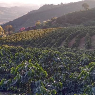 Brazil - South America - Green Coffee