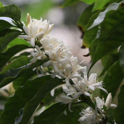 South American Green Coffee