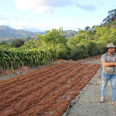 Costa Rica - Central America - Green Coffee