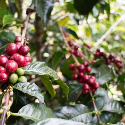 Green Coffee