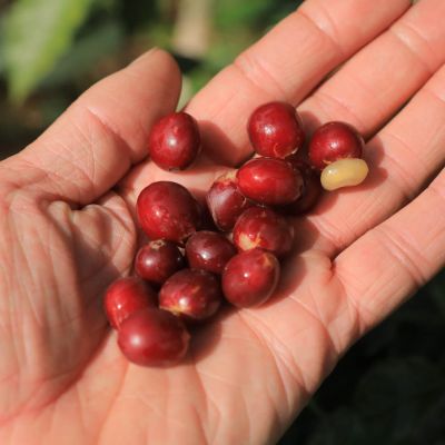 Rwanda - Africa - Green Coffee