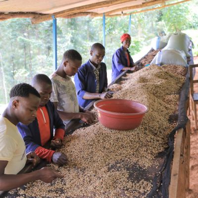 Rwanda - Africa - Green Coffee