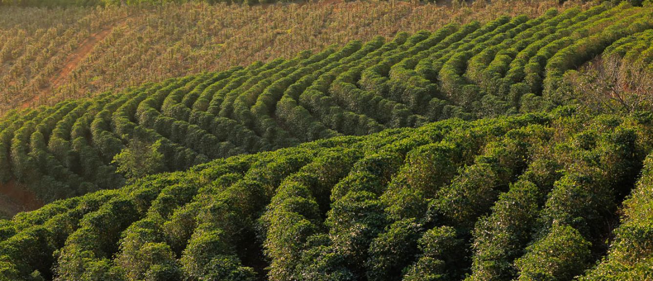 Brazil Pulp Natural Condado São José