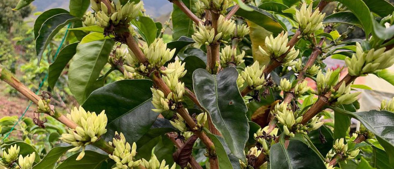 Colombia Urrao La Despensa Chiroso