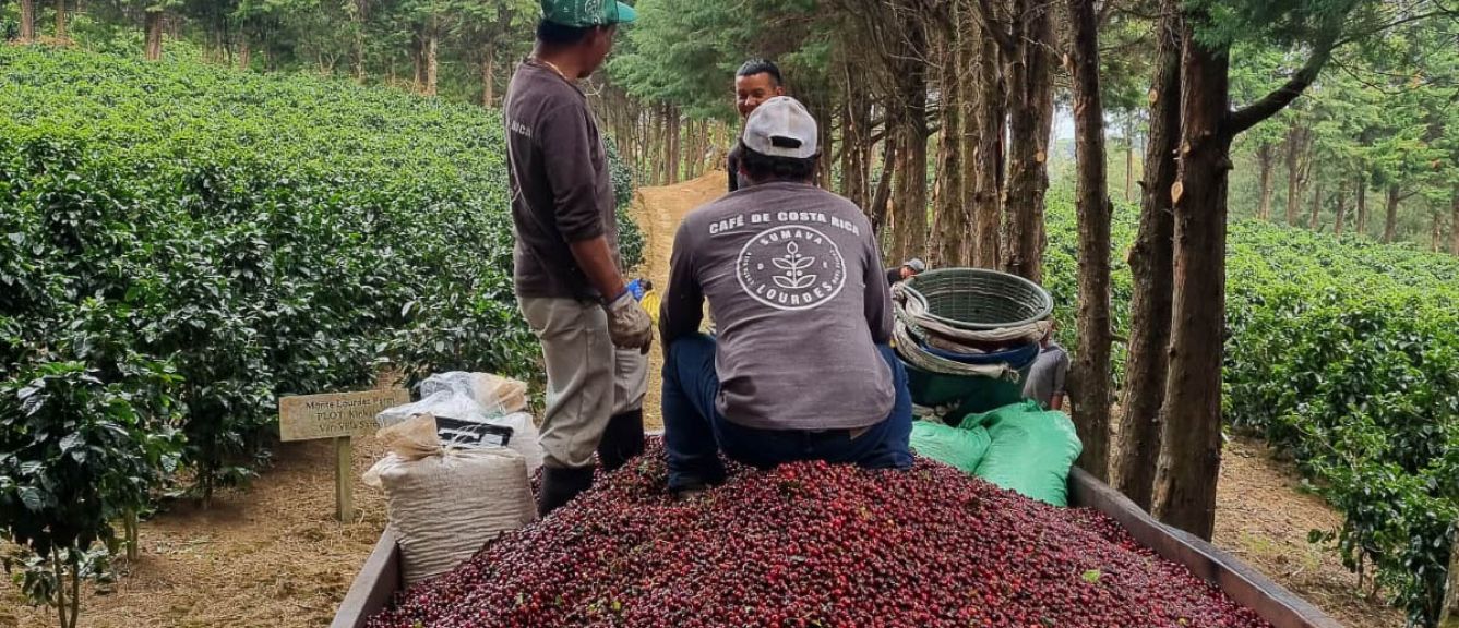 Costa Rica Lourdes Sumava Milenio Variety