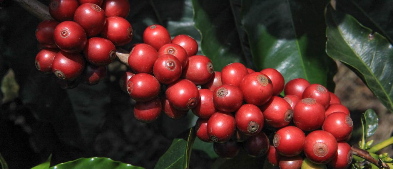 Laos Paksong Hills Typica Variety