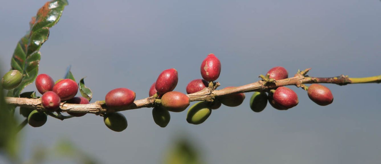 El Salvador Miravalles Pacamara