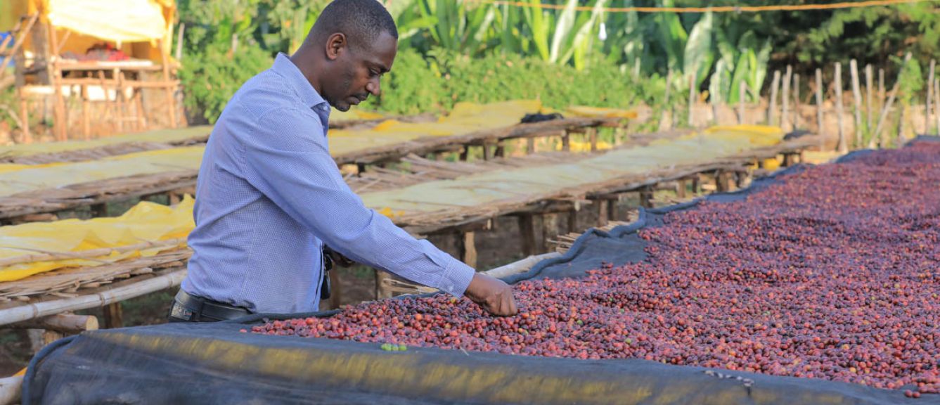 Ethiopia Dry Process Buno Dambi Uddo