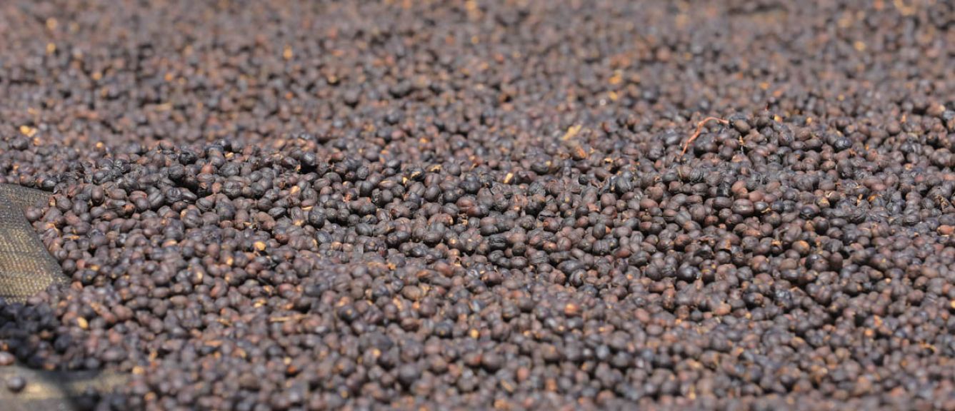 Ethiopia Dry Process Kercha Hebo