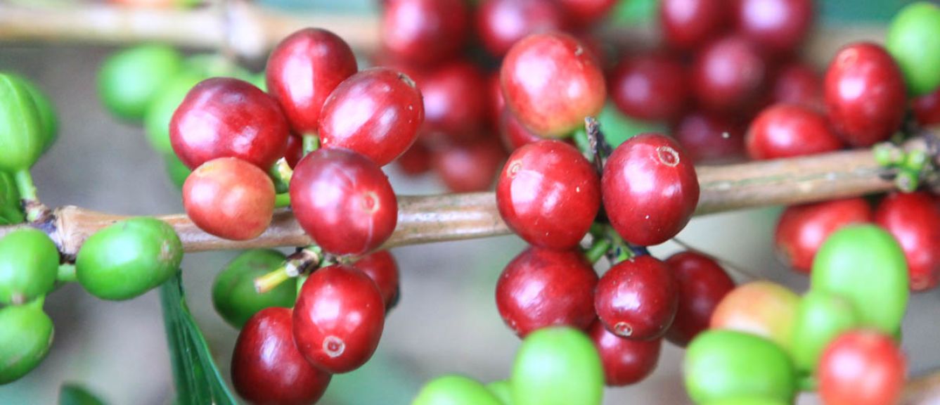 Java Sunda Wet Hulled Laspada