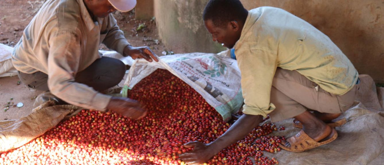 Kenya Dry Process Nyeri Burumani