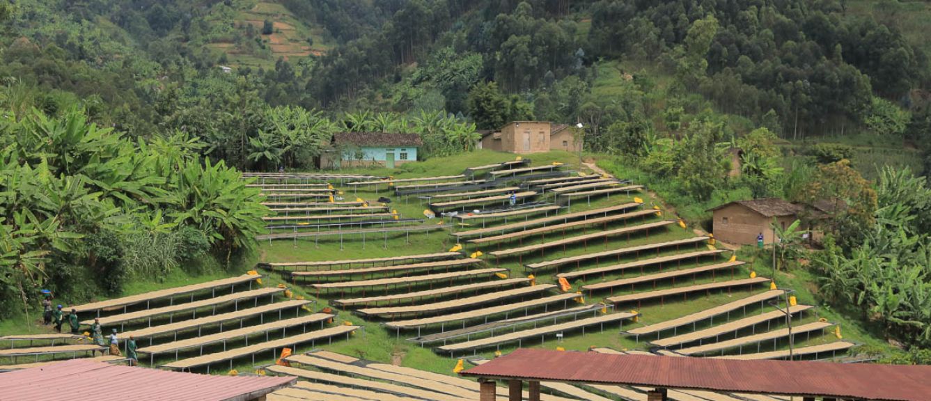 Rwanda Rutsiro Mushonyi