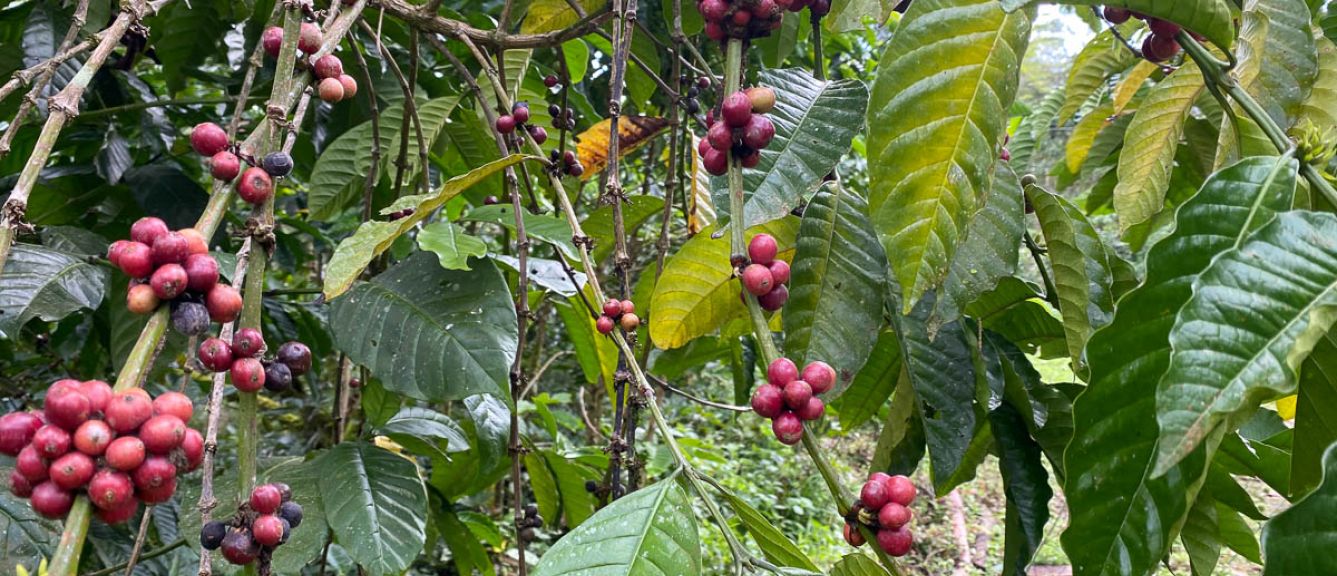 Sulawesi Aged Dry Process Napu Robusta