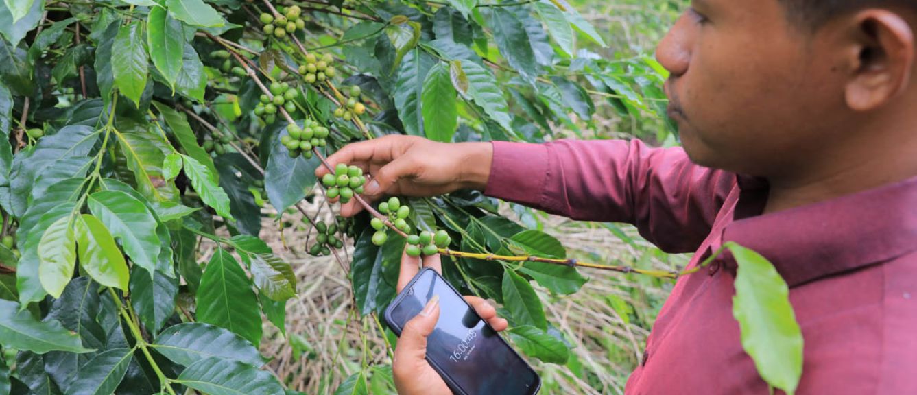 Sumatra Giling Basah Bebesen Aulia