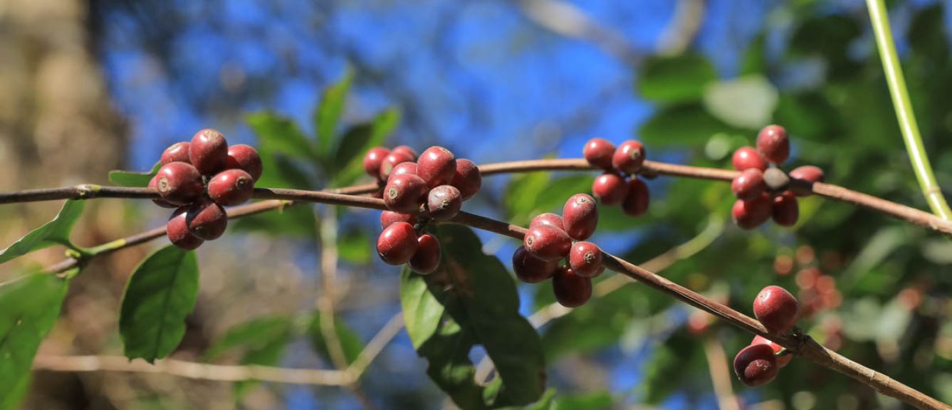 Timor Leste Aifu Ermera