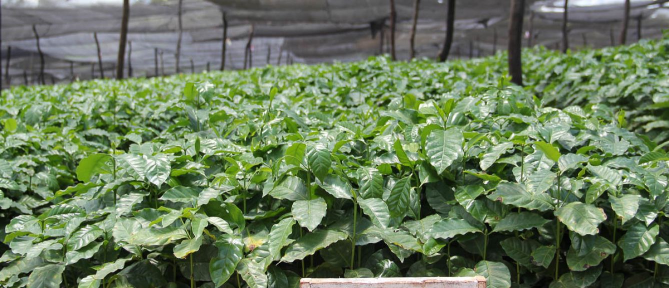 Zambia Dry Process Kasama Misambo