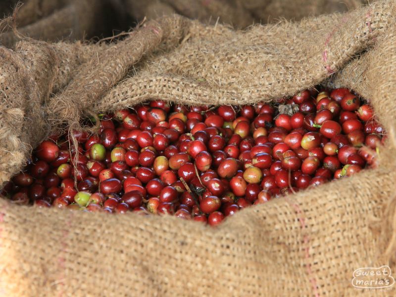 Ethiopia Dry Process Yirga Cheffe Konga